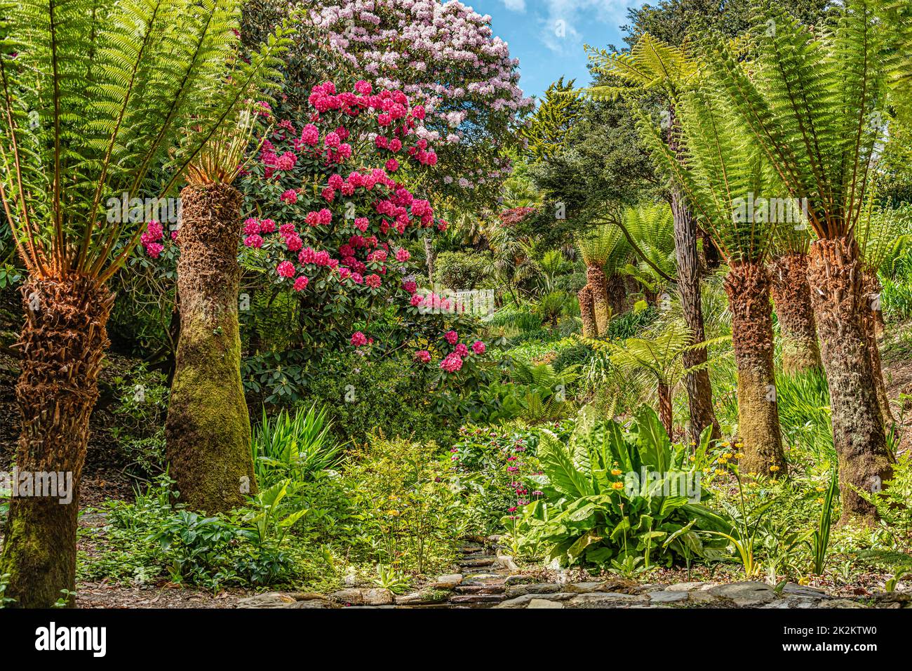 Subtropical Cascade Water Garden at the center of Trebah Garden ...