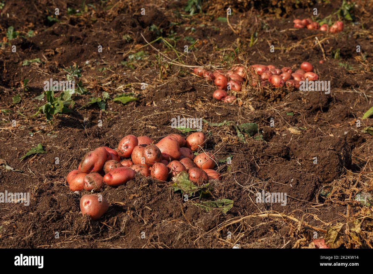 Piles of newly harvested potatoes on field. Harvesting potato roots ...