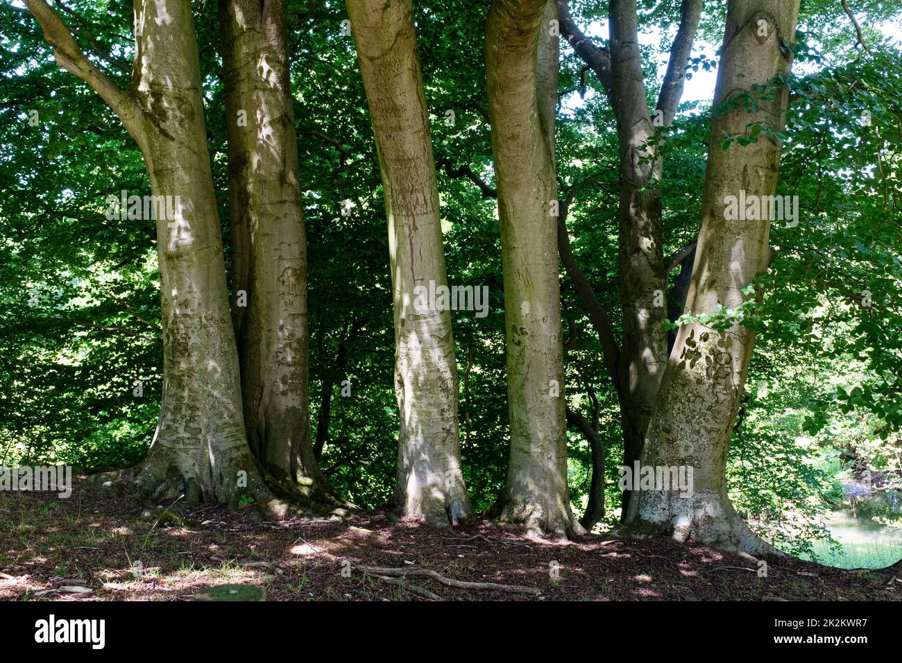 Tree trunks in woodland lit by the summer sun Stock Photo - Alamy