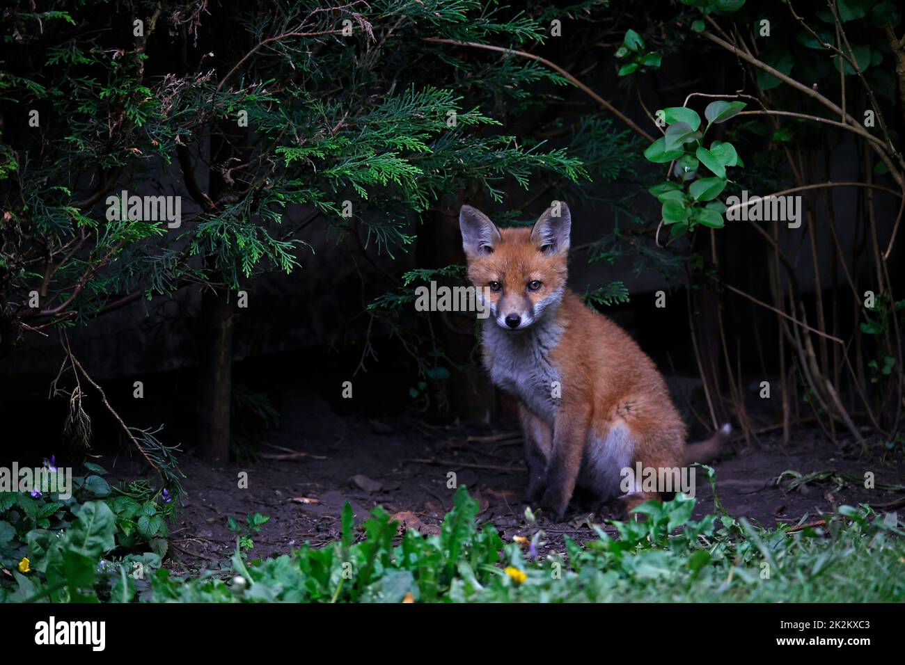 Juvenile urban fox cubs playing in the garden Stock Photo - Alamy