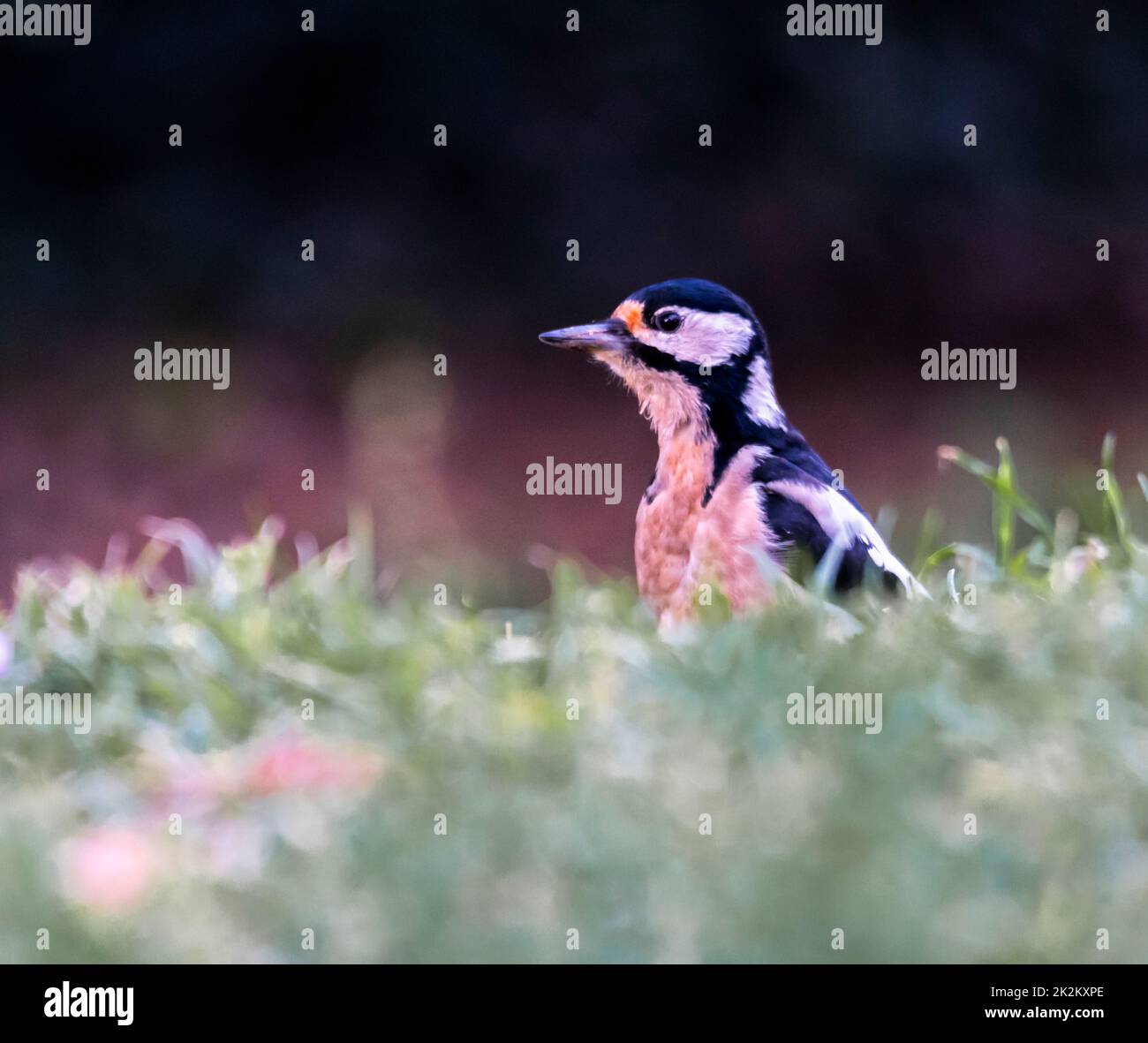 Female great spotted woodpecker, dendrocopos major, bird on the grass ...