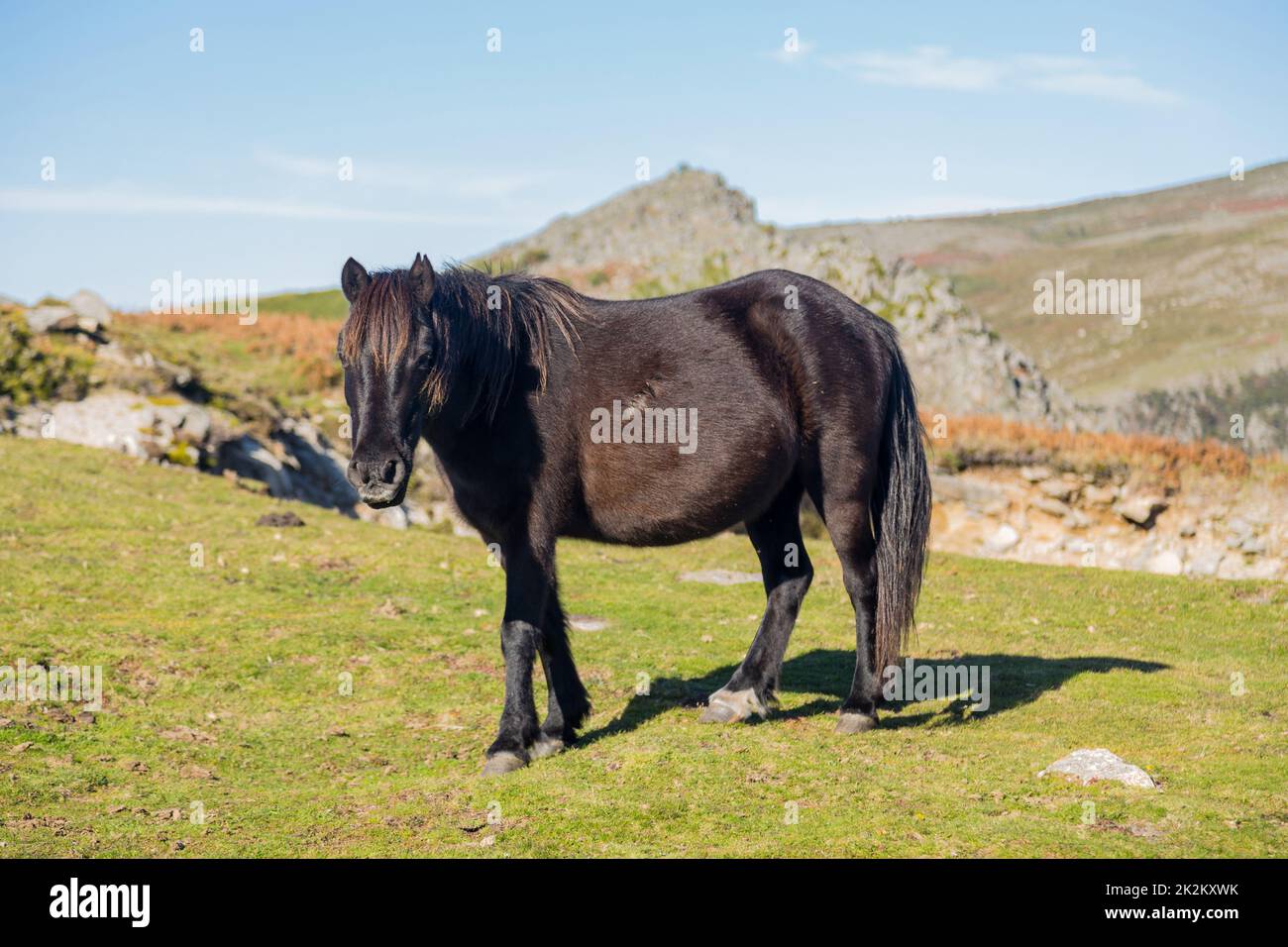 Beautiful wild young horse hi-res stock photography and images - Alamy