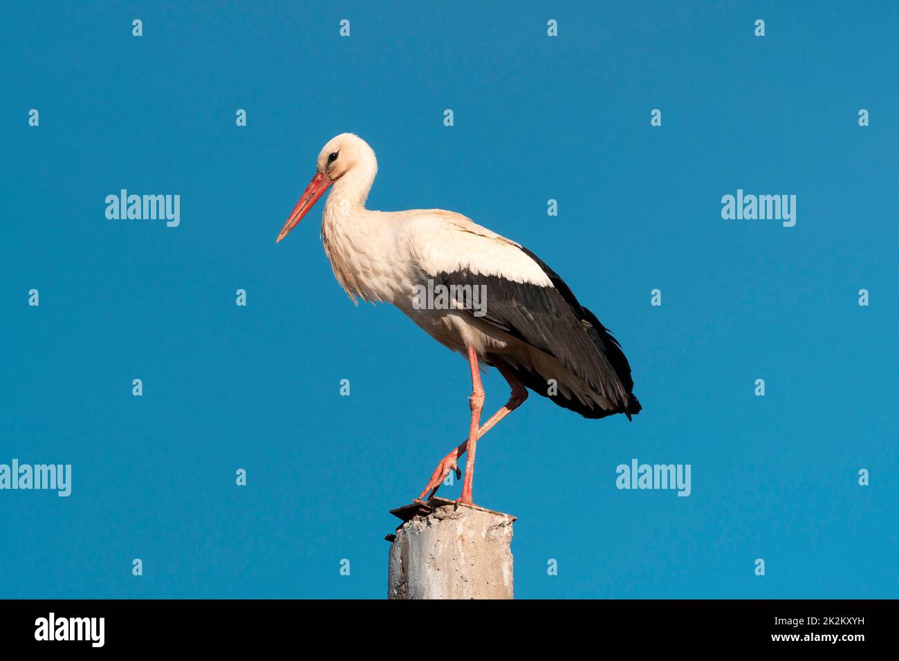 Stork standing on a pole under blue sky Stock Photo - Alamy