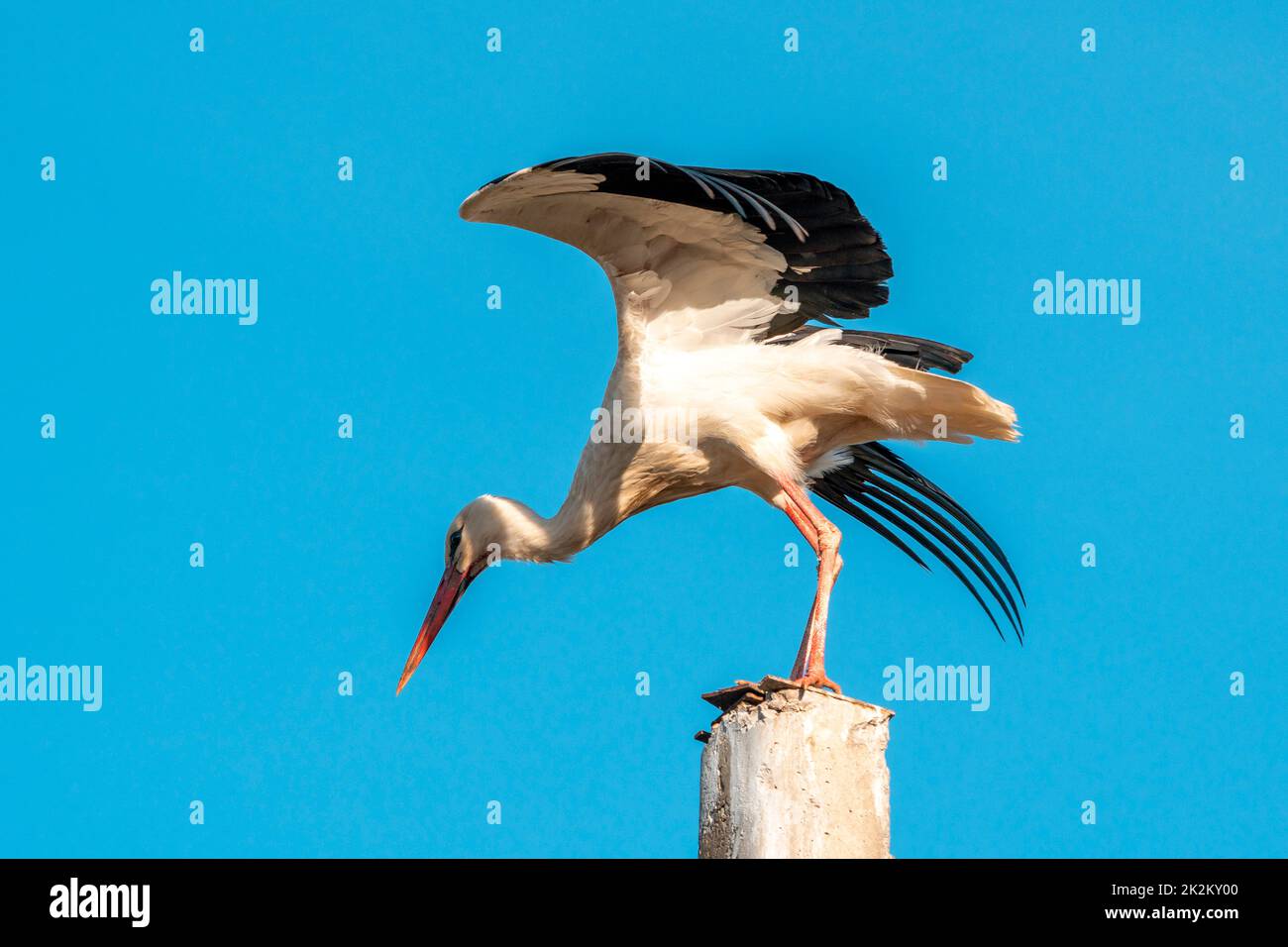 Stork starting flight from electric pole Stock Photo - Alamy