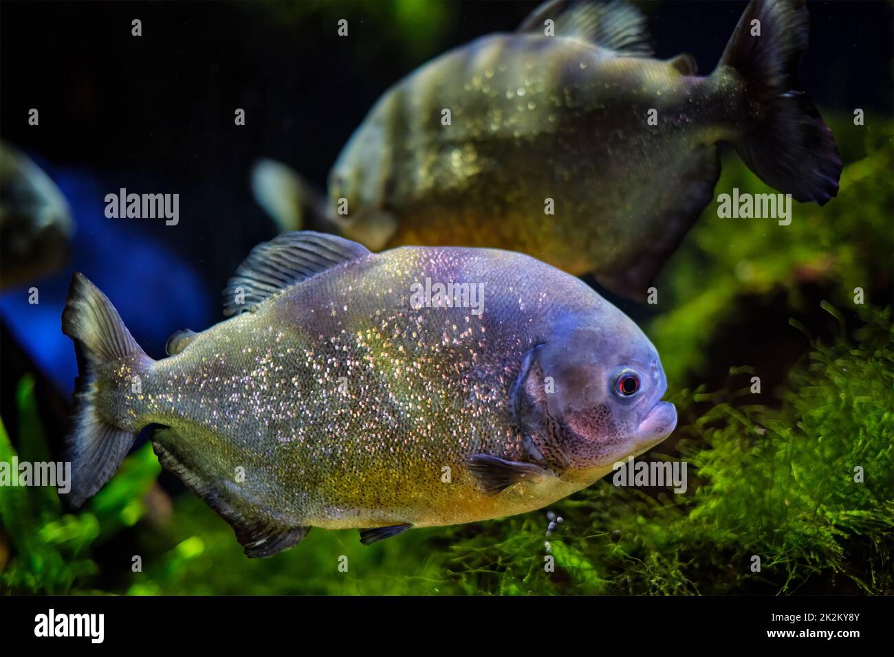 Amazon predatory piranha fish hi-res stock photography and images - Alamy