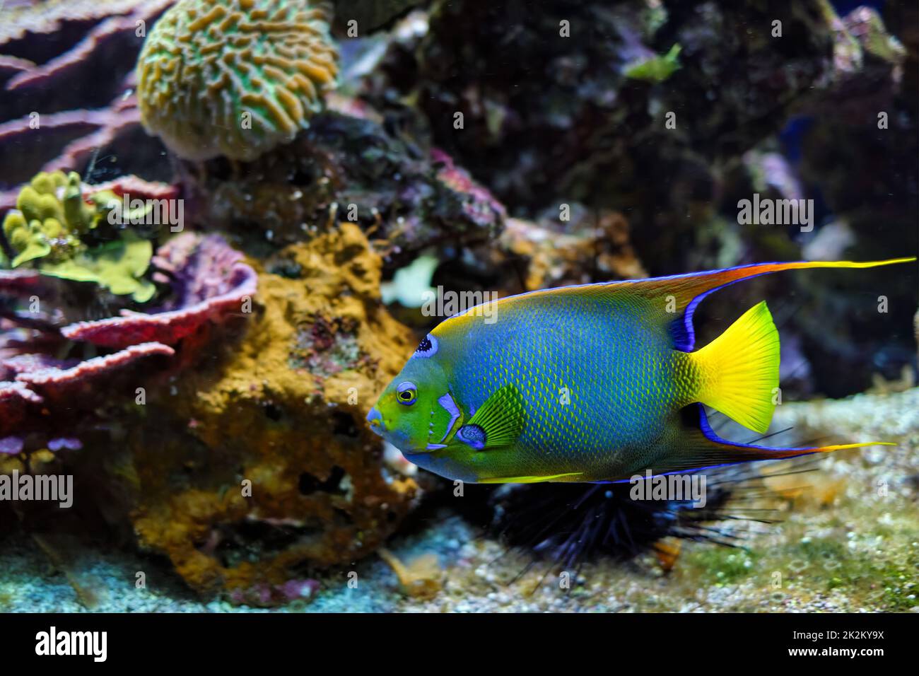 Saltwater Queen Angelfish