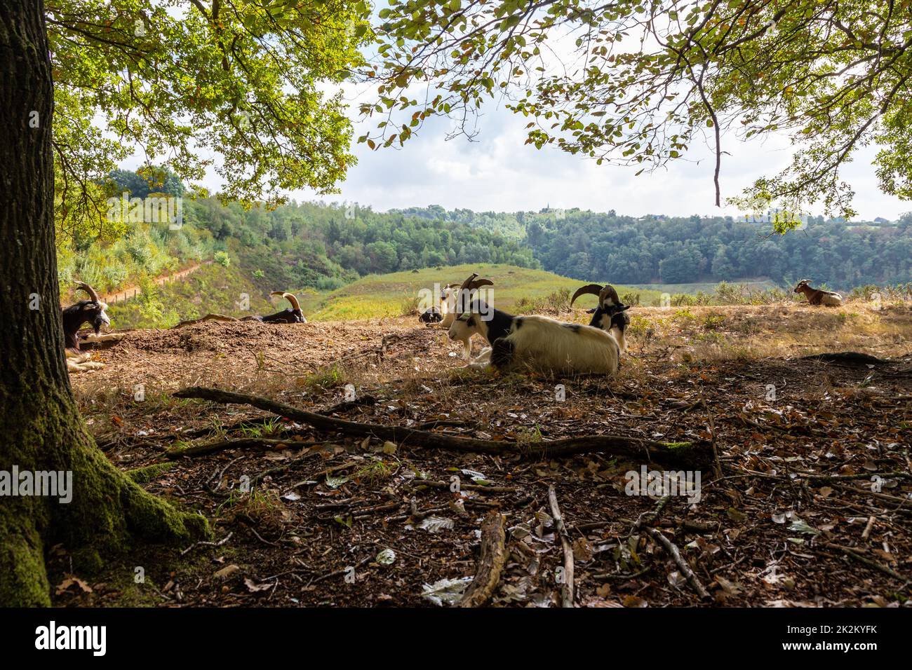 Grazing herd of goats in the Dutch former quarry of the Curfsgroeve ...