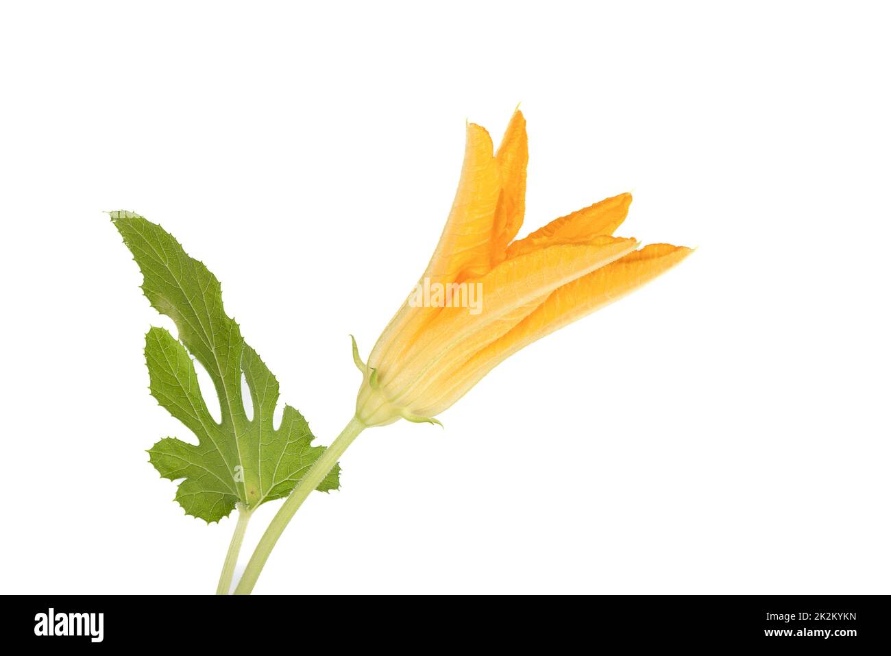 Blooming zucchini flower with green leaves on a white background. Copy ...