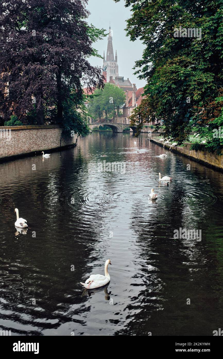 Bruges canal with white swans between old trees with Church of Our Lady ...