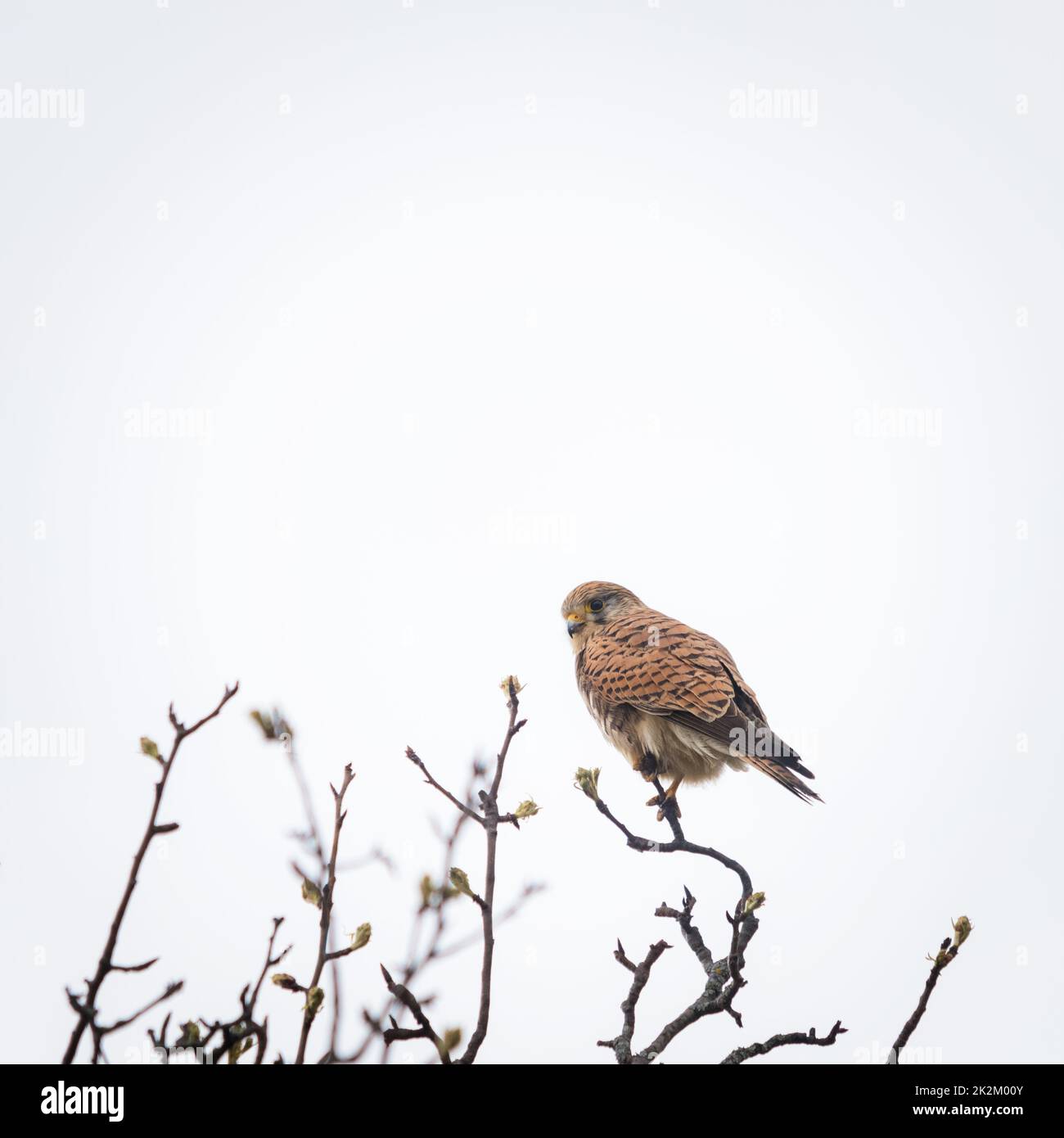 Kestrel resting in a tree on a sunny winters day Stock Photo - Alamy