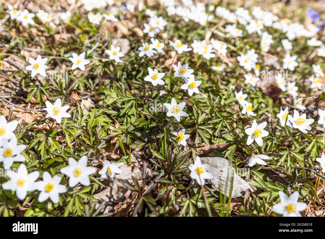 White flower of Hepatica Nobilis blooming in early springtime Stock ...