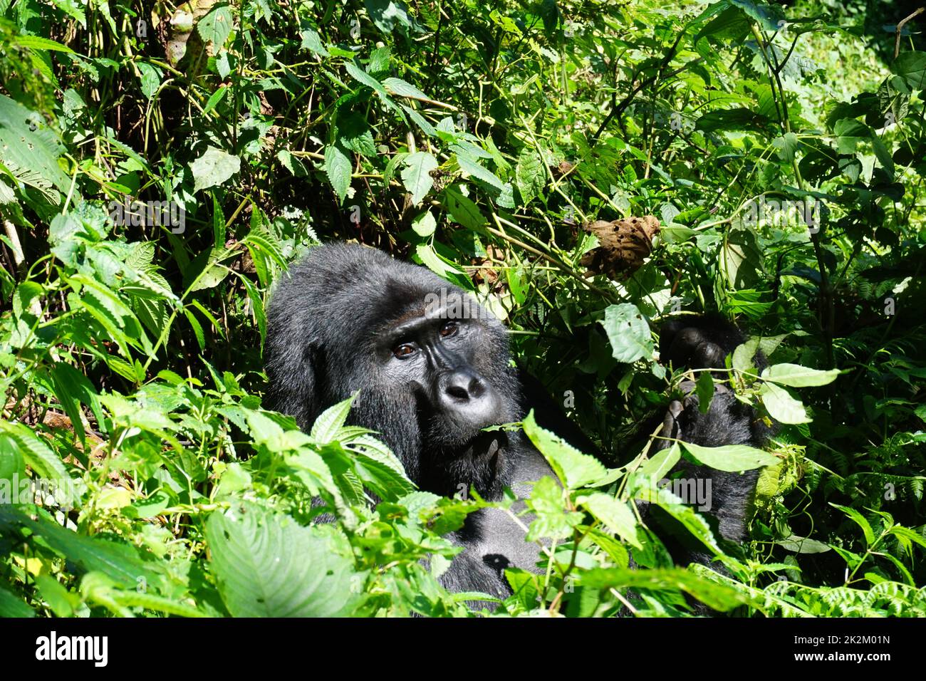 Silverback mountain gorilla eating and looking at the visitors Stock ...