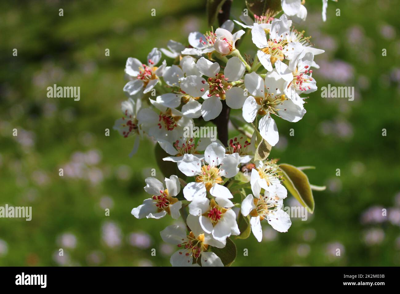 Beautiful pear tree in hi-res stock photography and images - Alamy