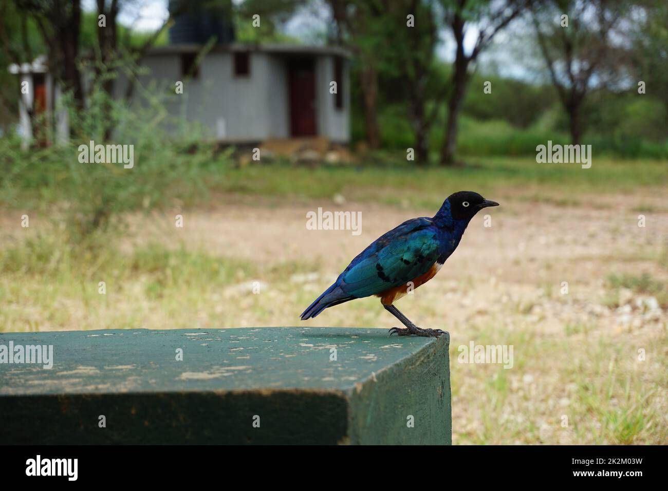 Superb starling, pretty blue bird discovered on a safari break in the ...