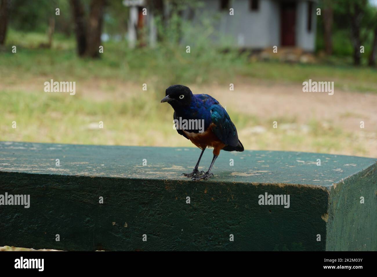 Curious superb starling, curious and fearless blue bird in the ...