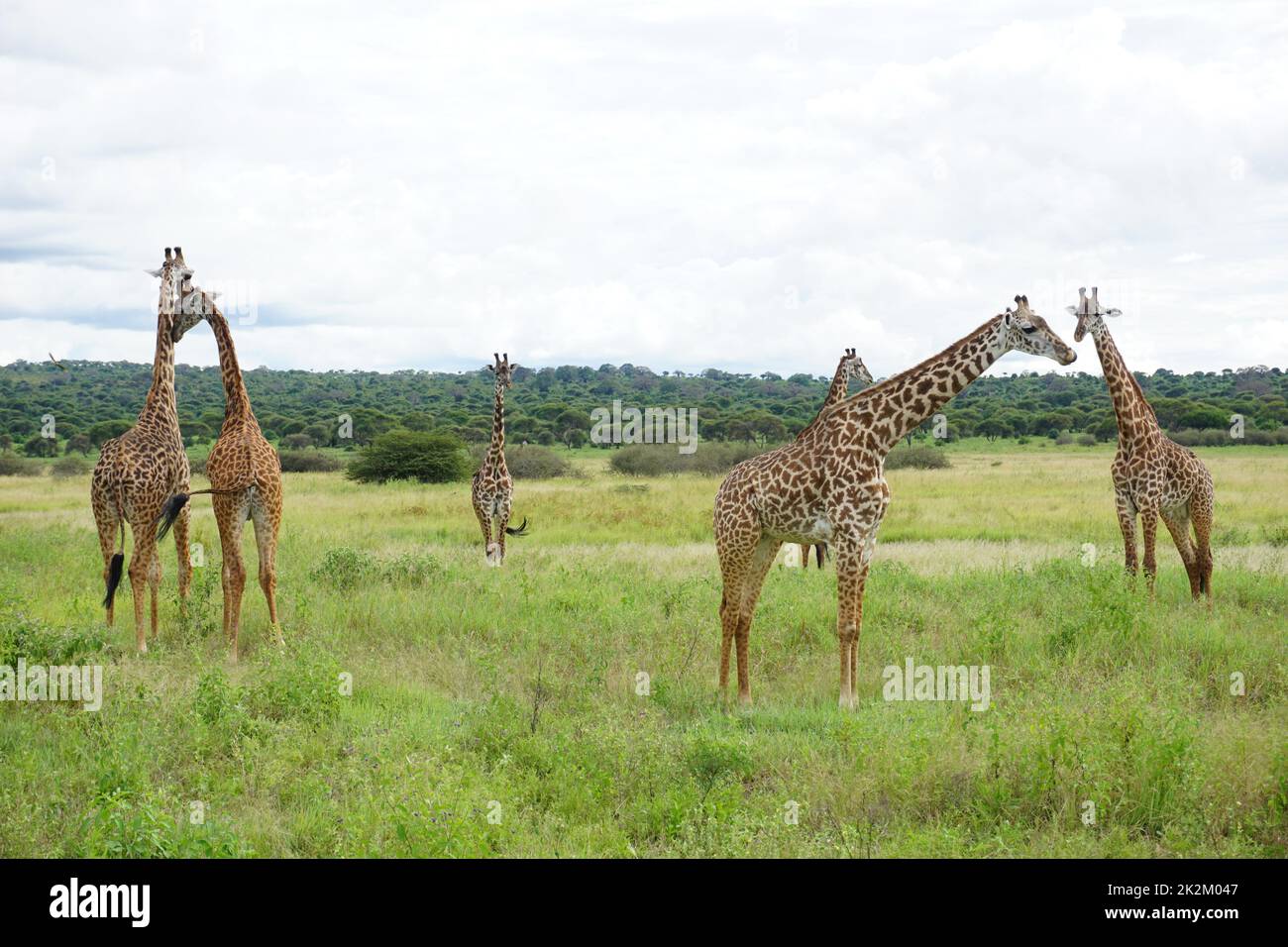 Unique spotted pattern hi-res stock photography and images - Alamy