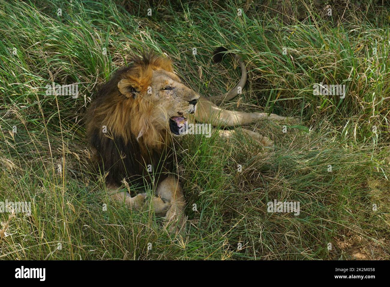 Lazy male lion relaxing in the shade in the Serengeti Stock Photo - Alamy