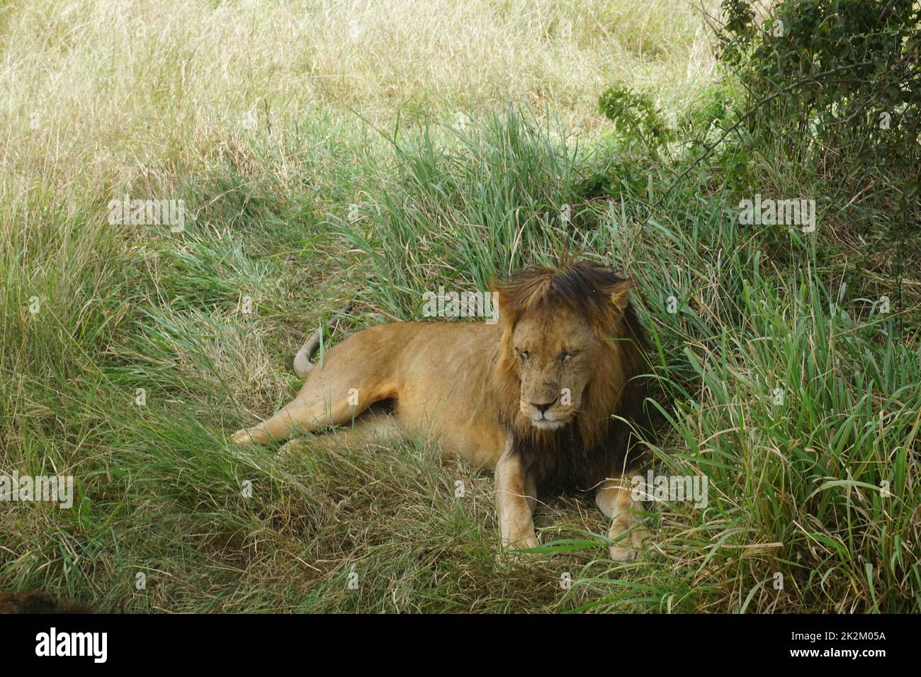 Male lion relaxing in the shade in the Serengeti Stock Photo - Alamy