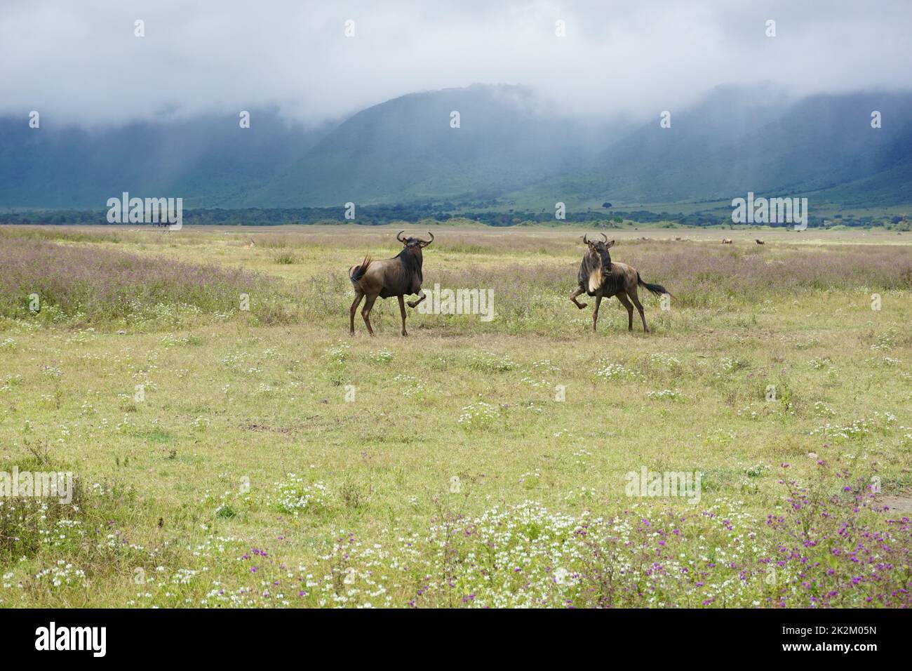 Dancing wildebeest preparing for a fight, Ngorongoro Crater Stock Photo ...