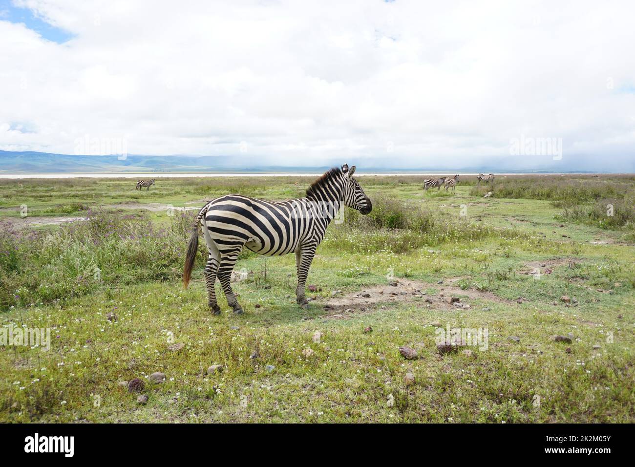 A Zebra in the Ngorongoro Crater National Park, Conservation Area Stock ...