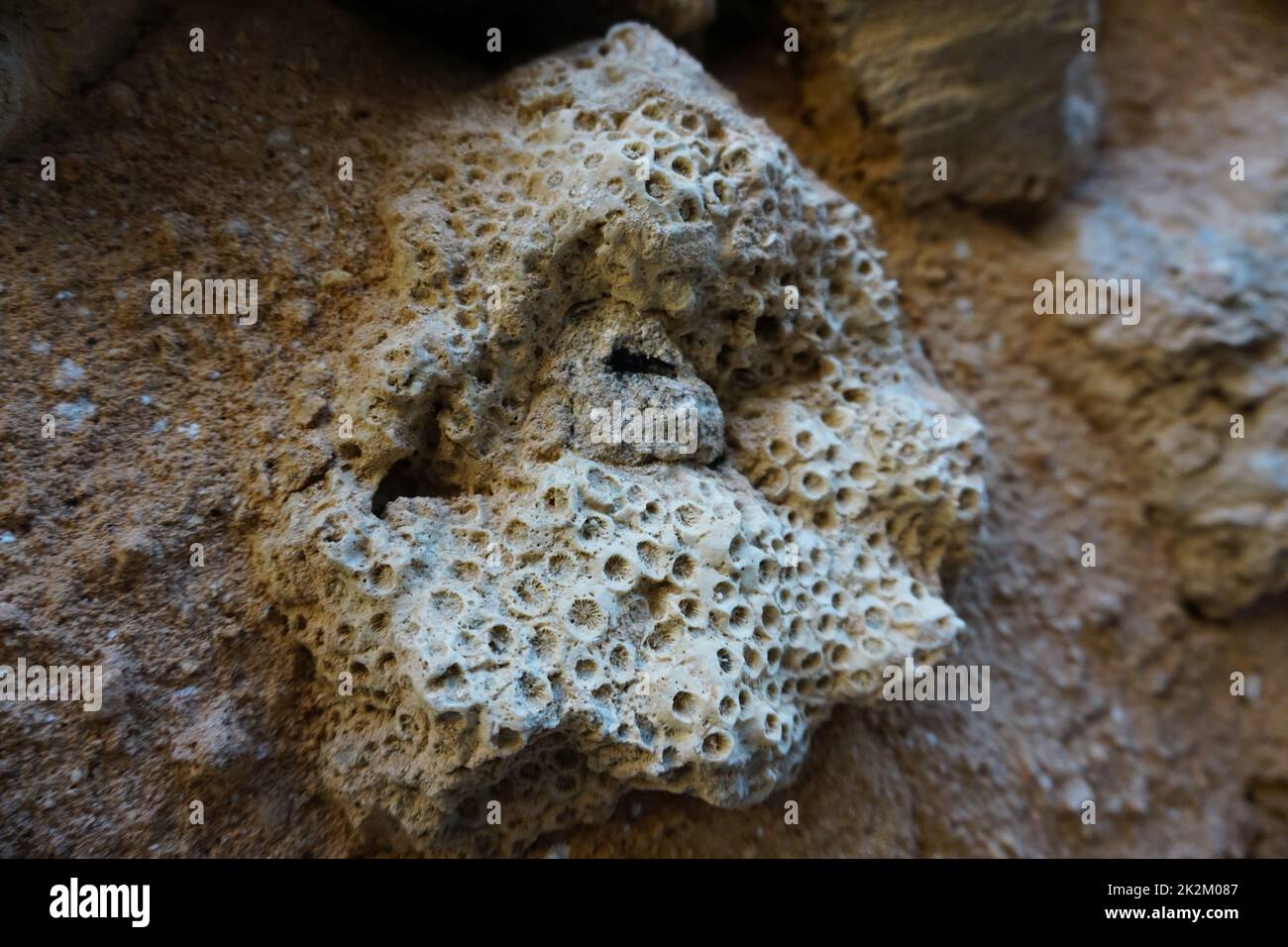 Coral stone architecture hi-res stock photography and images - Alamy