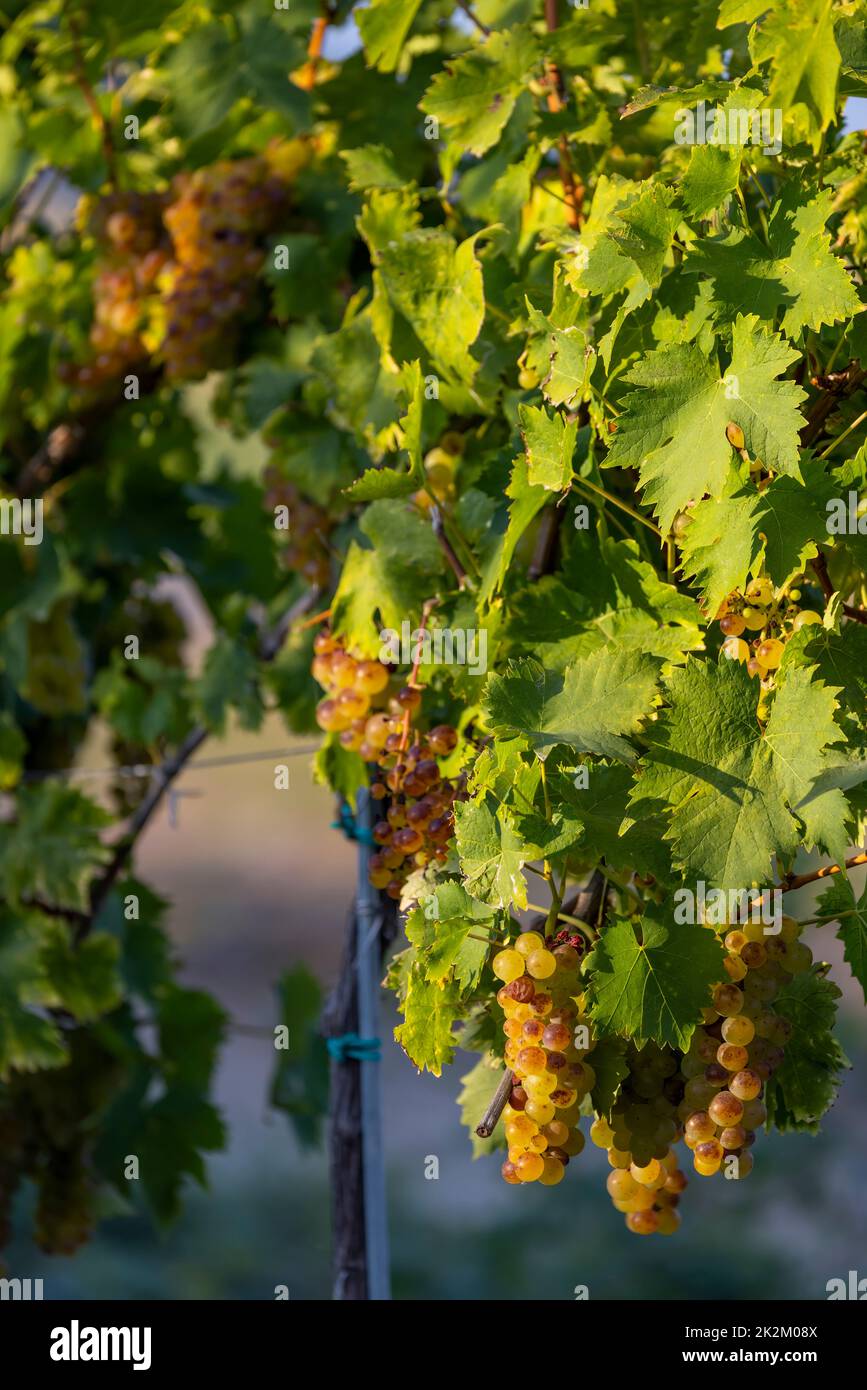 Hercegkut hungary hi-res stock photography and images - Alamy