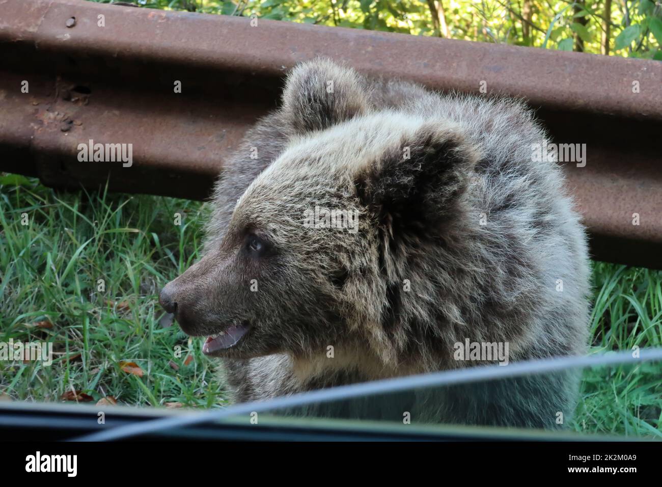 Baby Brown Bear Conan