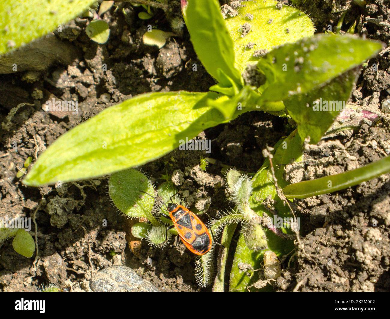 Apterus hi-res stock photography and images - Alamy