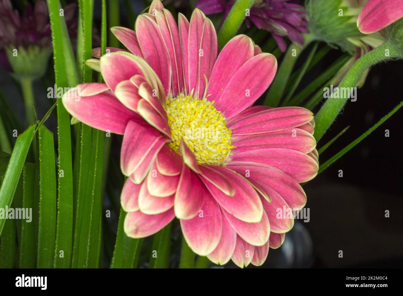 Beautiful bright gerbera flowers hi-res stock photography and images ...