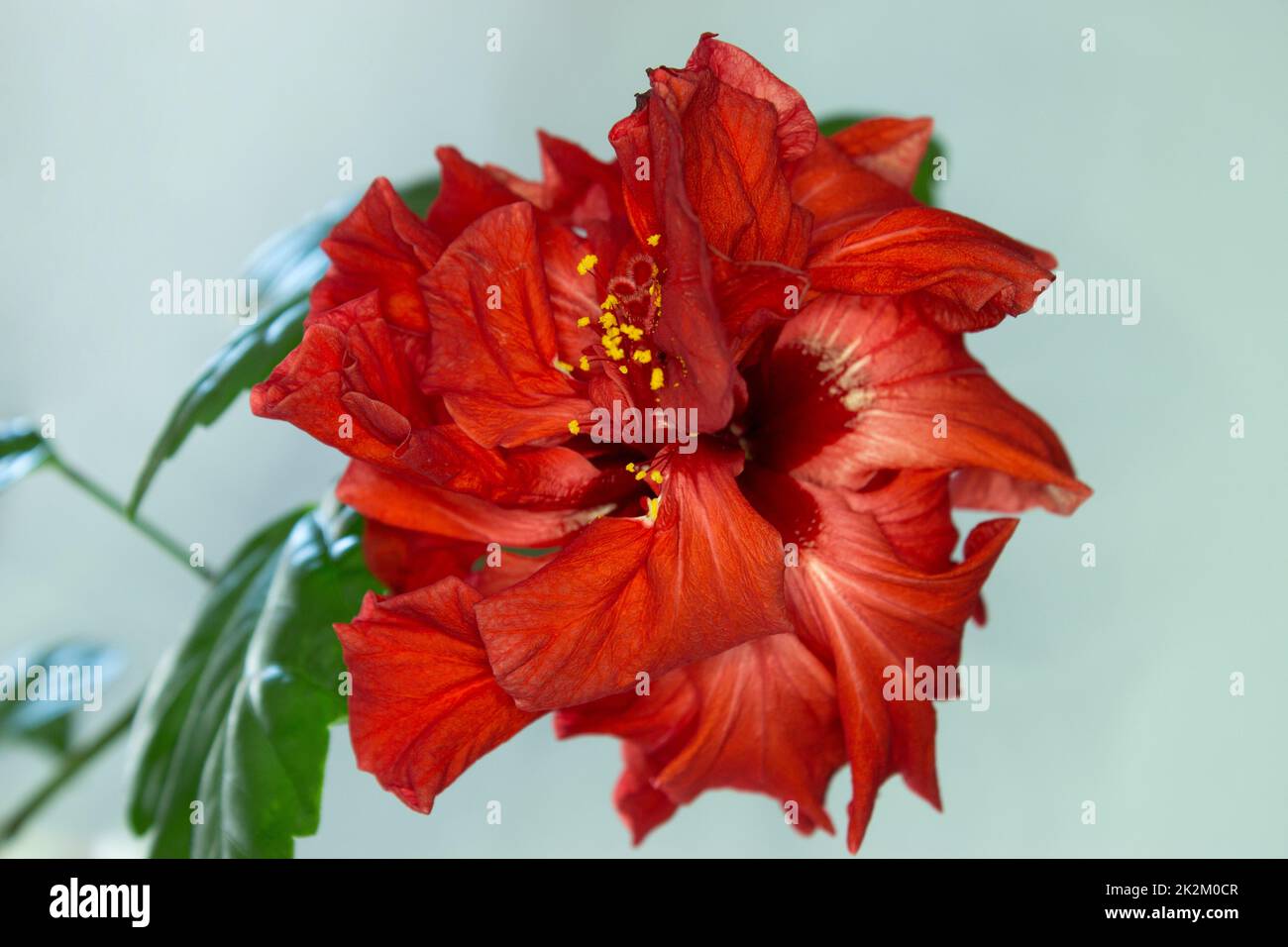 Hibiscus field hi-res stock photography and images - Alamy
