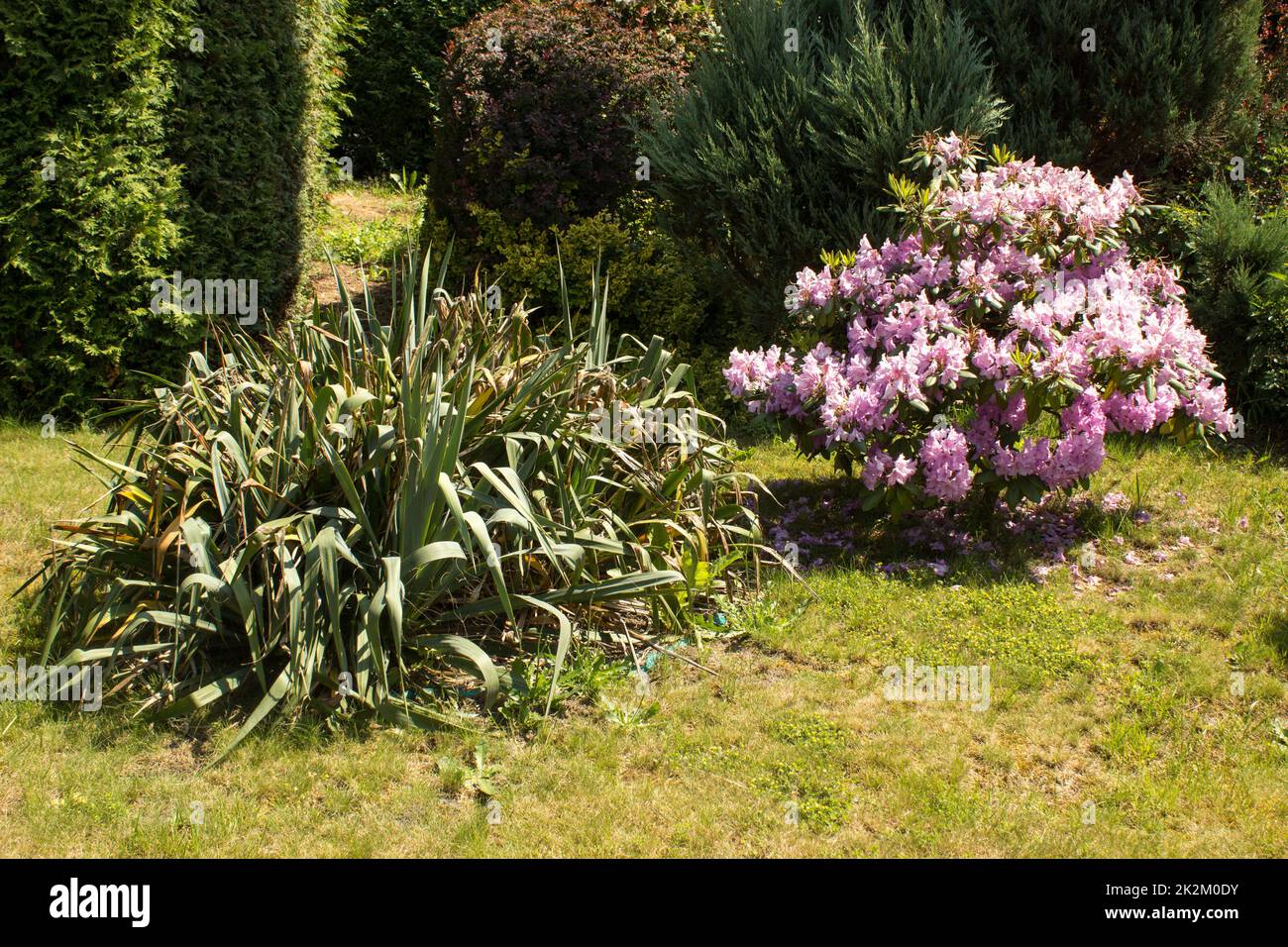 Beautiful azaleas and rhododendrons Stock Photo - Alamy