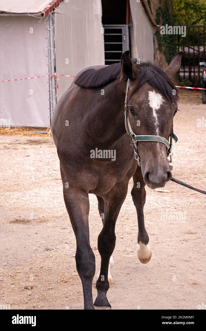 Young horse in stable outside Stock Photo - Alamy