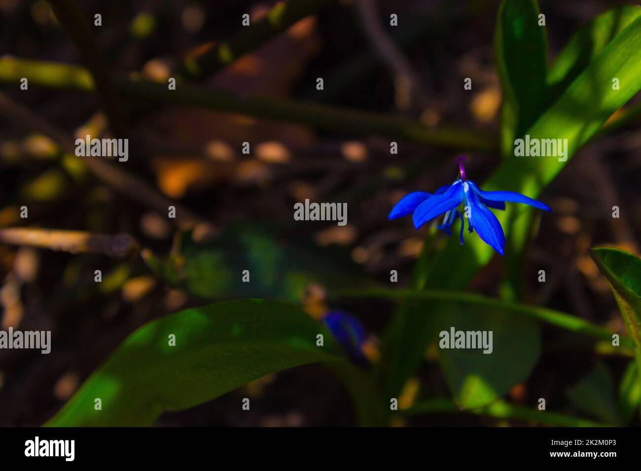 First spring scilla Stock Photo - Alamy
