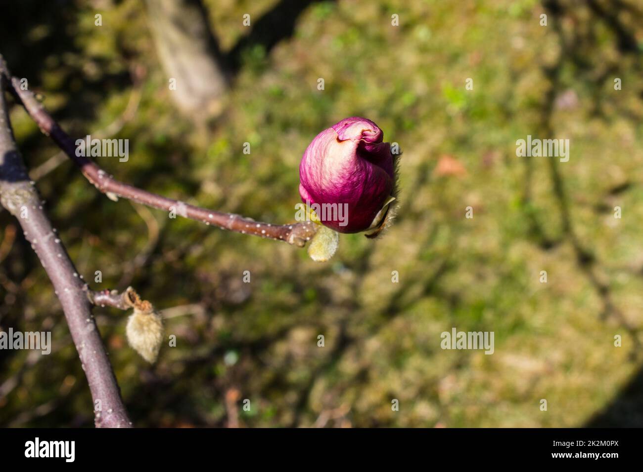 First bud hi-res stock photography and images - Alamy