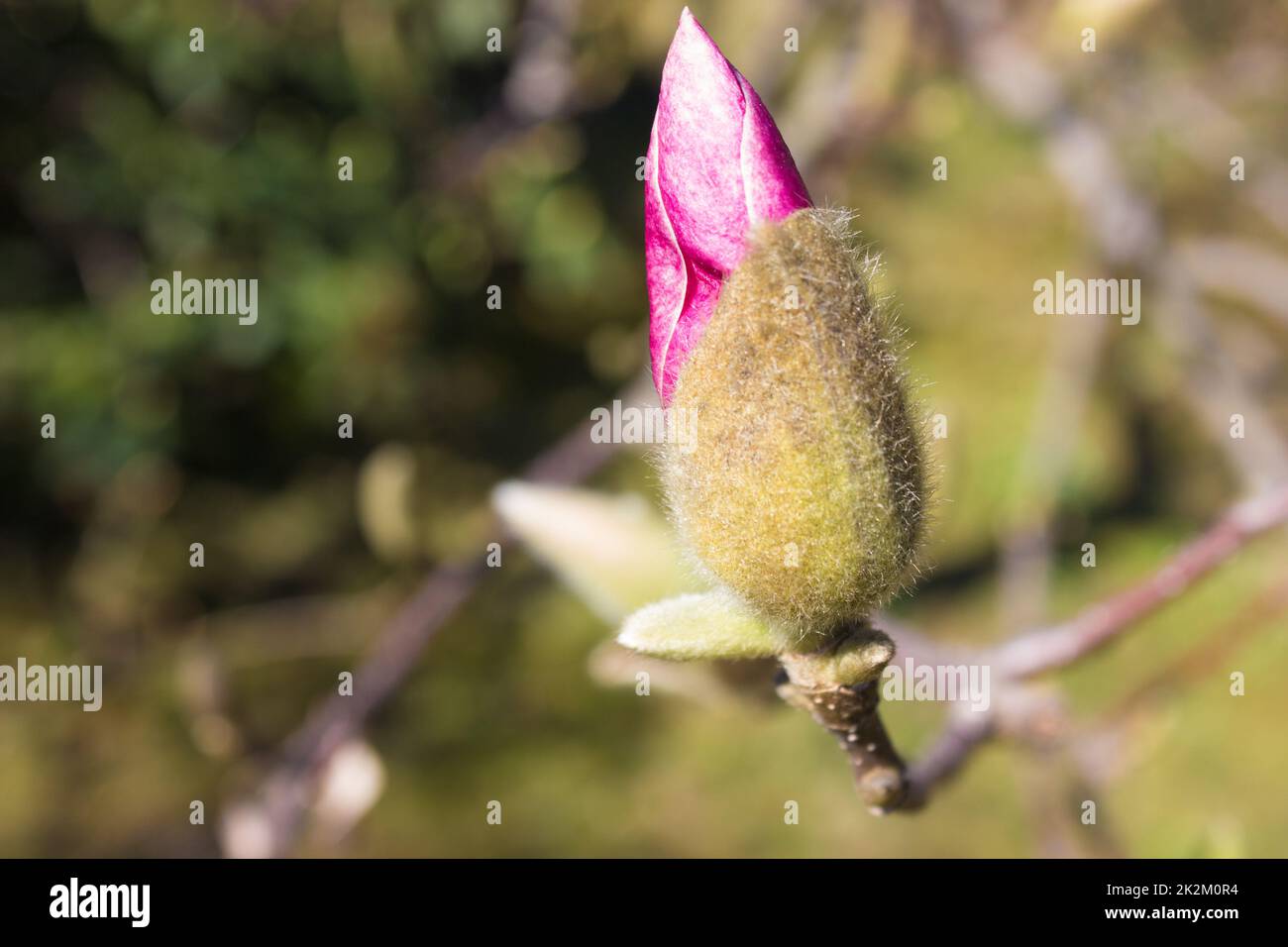 First bud hi-res stock photography and images - Alamy