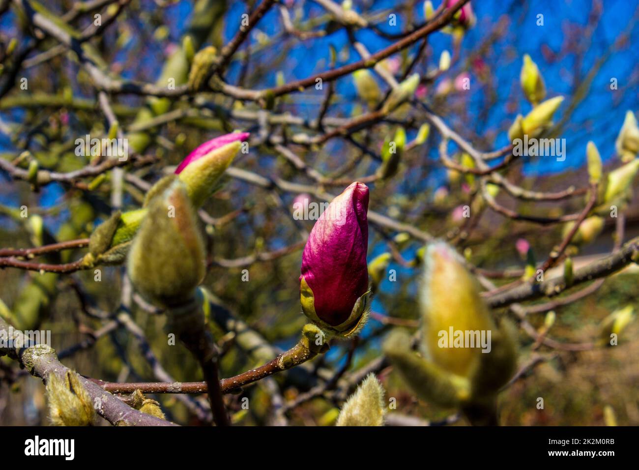 The first spring buds of magnolia Stock Photo - Alamy
