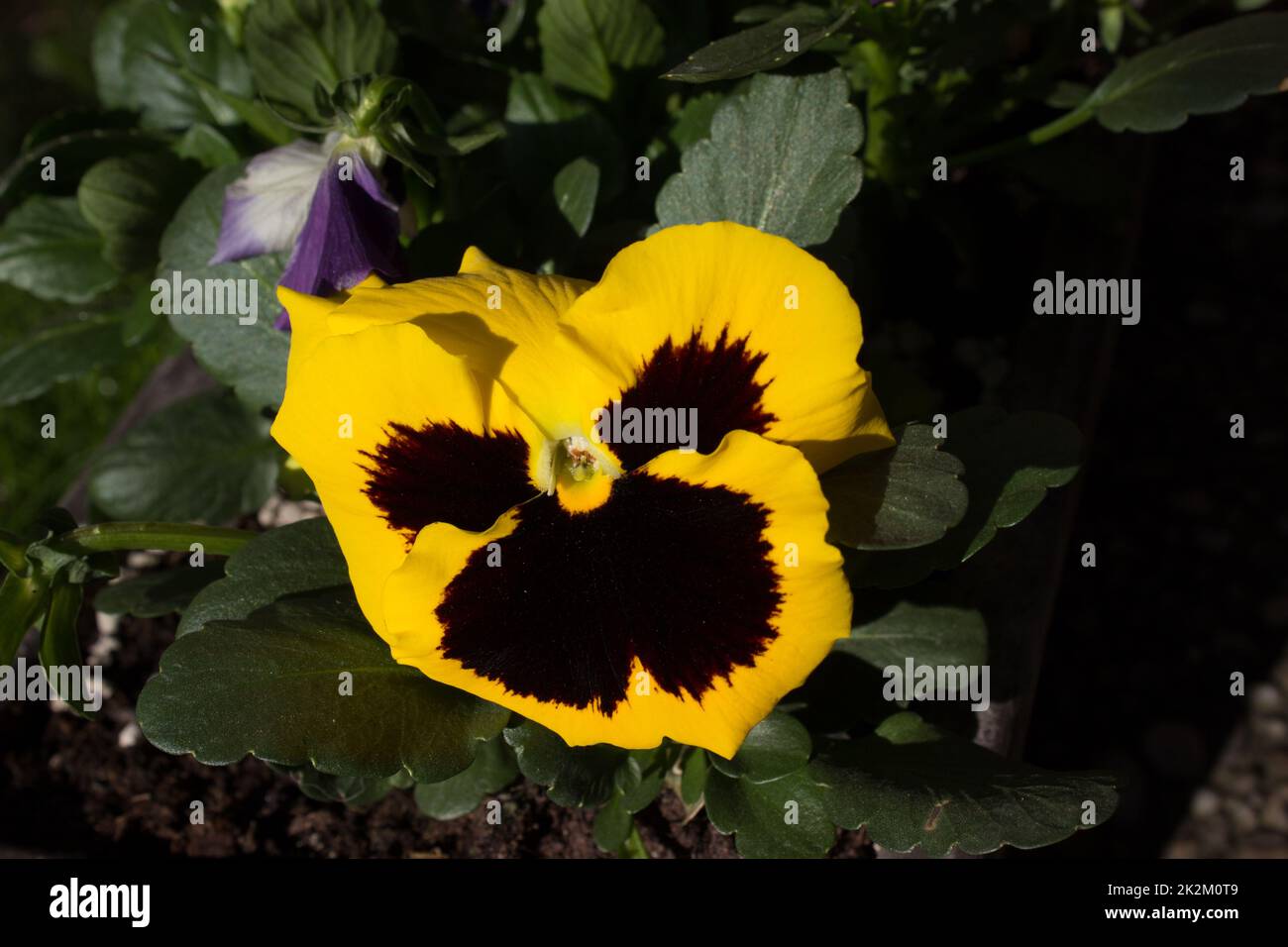 First spring pansy Stock Photo - Alamy