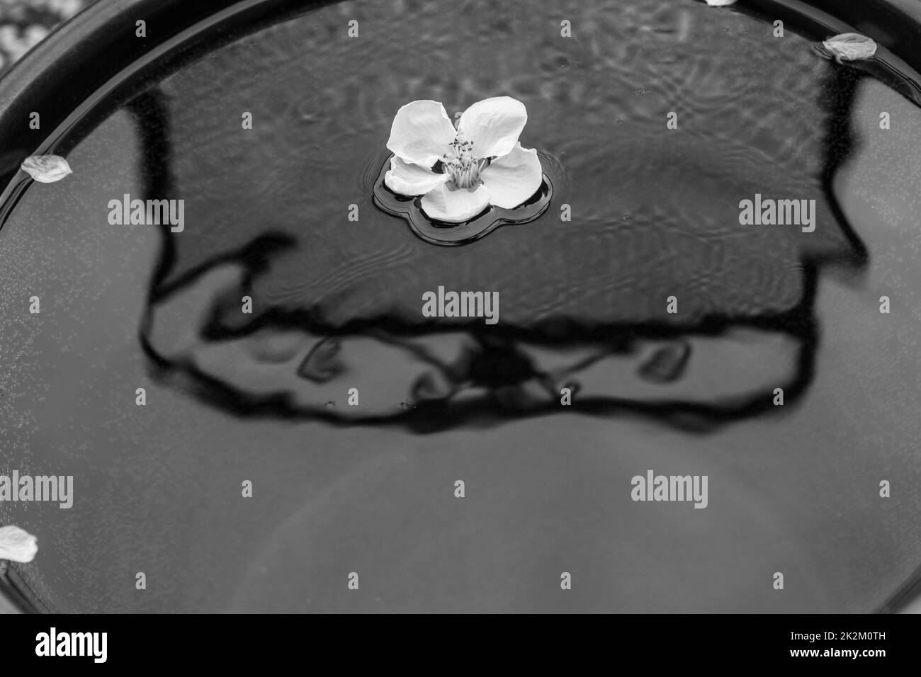 Flowers floating on the surface water - black and white Stock Photo - Alamy