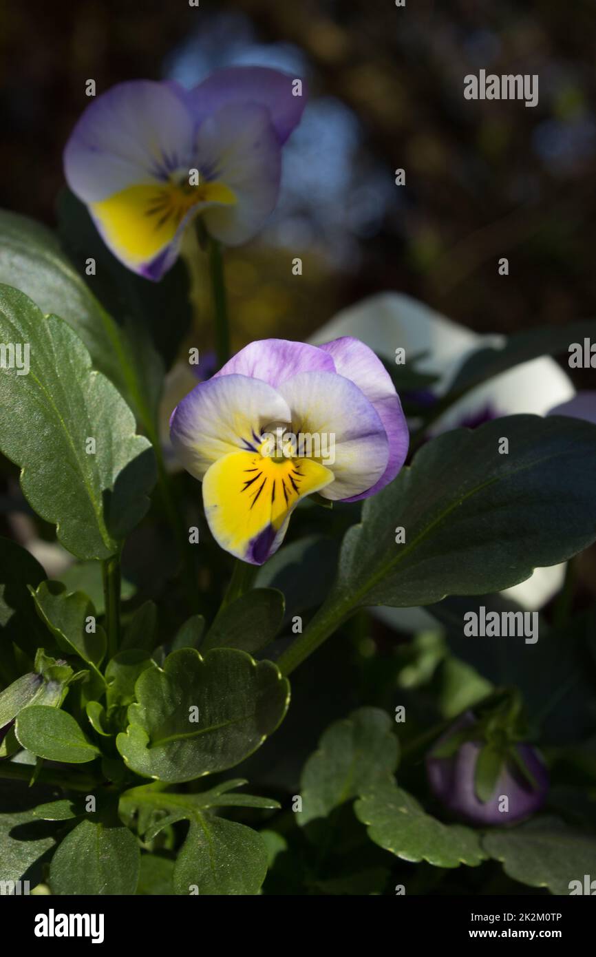 First spring pansy Stock Photo - Alamy