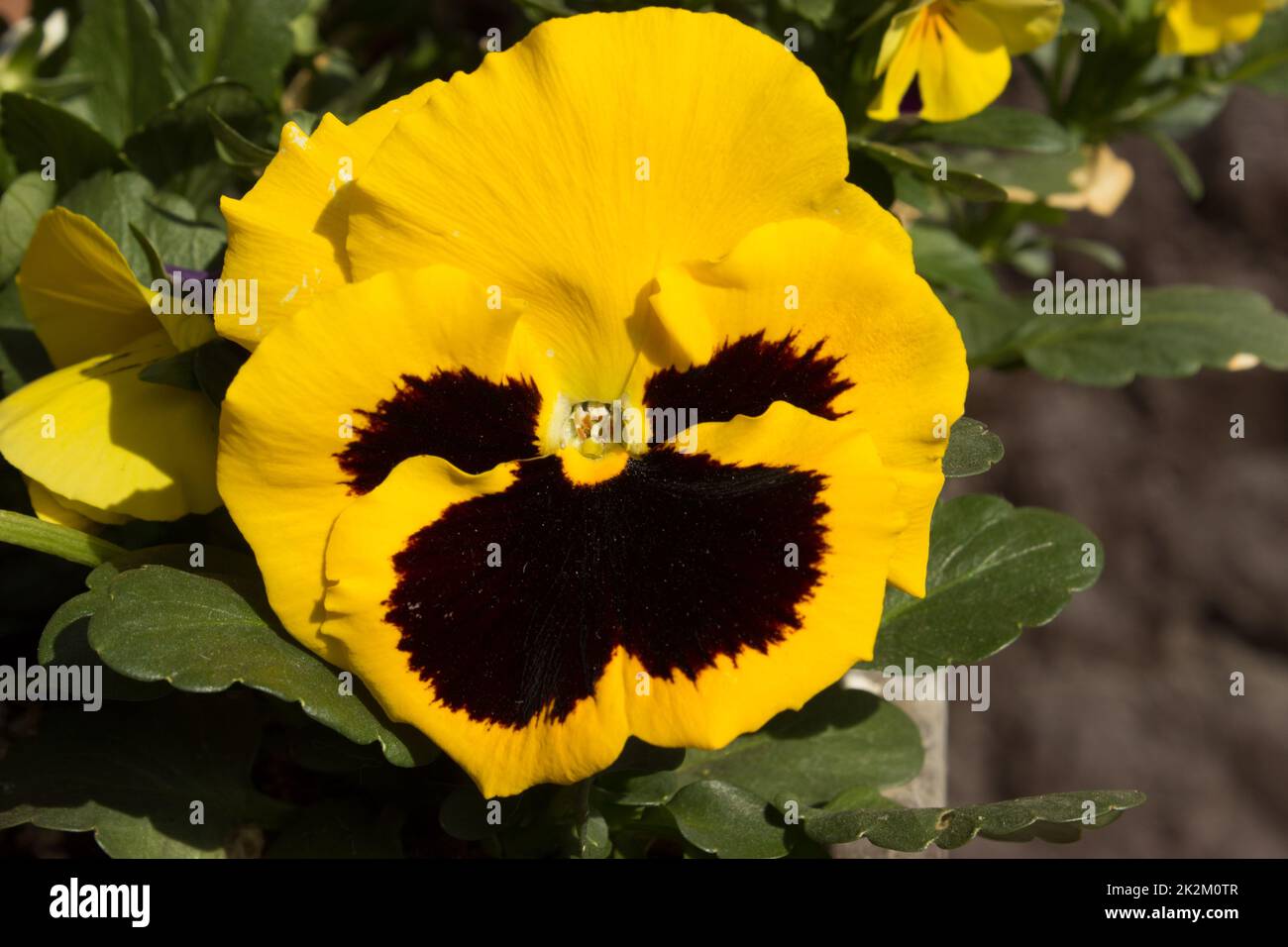 First spring yellow pansy Stock Photo - Alamy