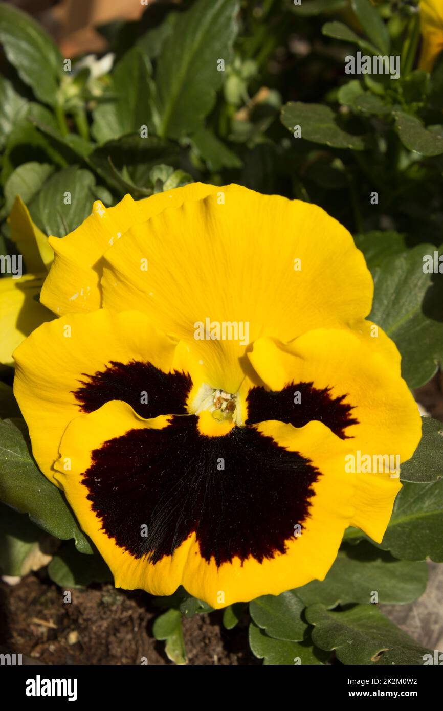 First spring yellow pansy Stock Photo - Alamy