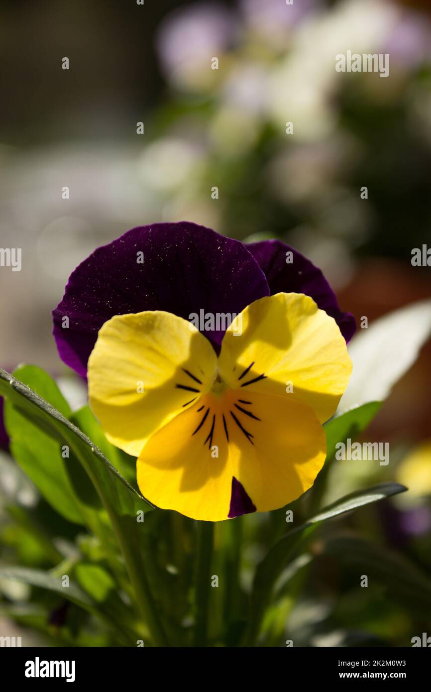 First spring yellow pansy Stock Photo - Alamy