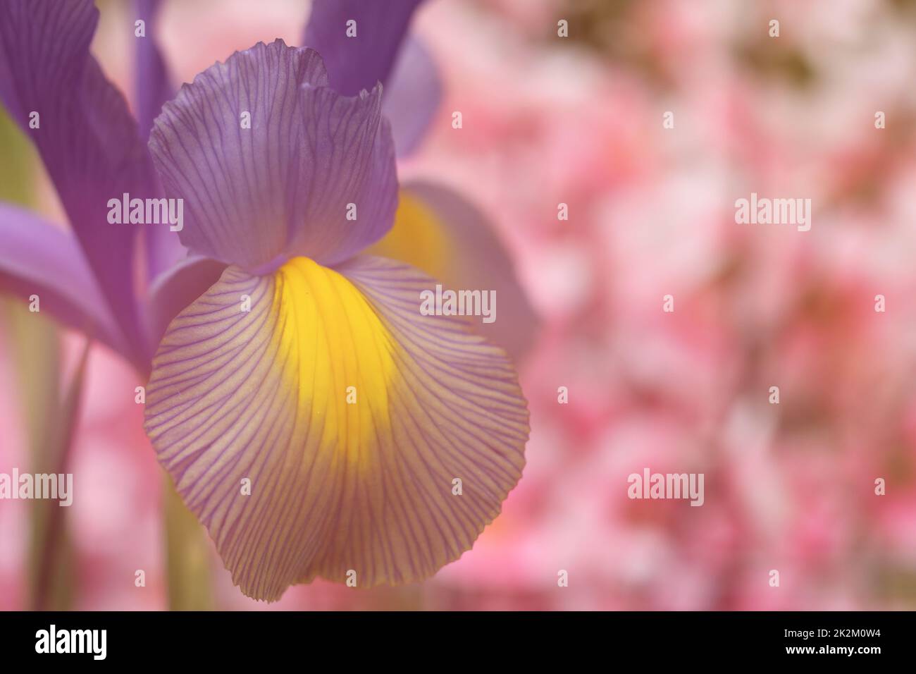 Purple Iris in Springtime Garden With Pink Flowers in Background Stock ...