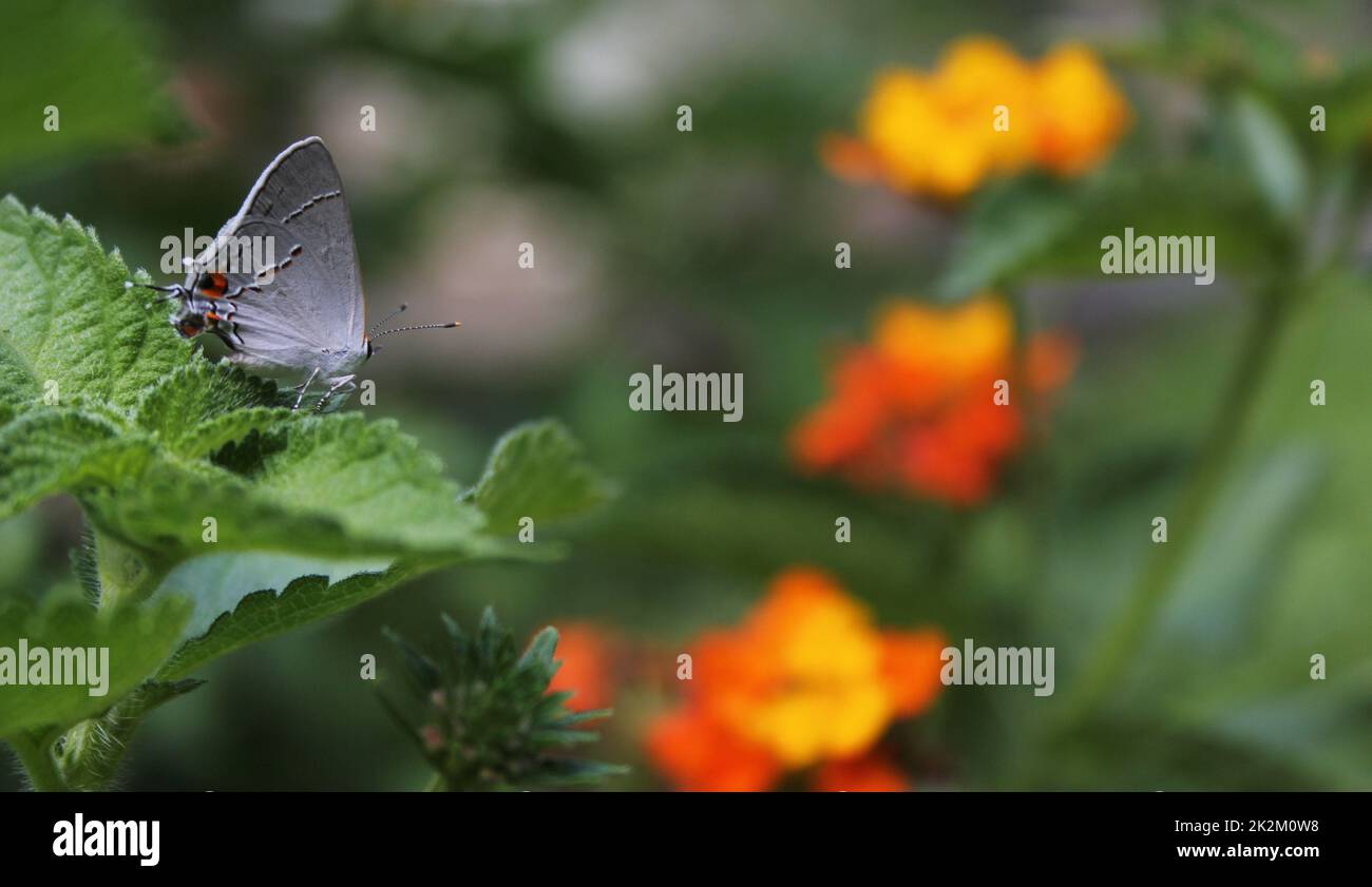 Gray Hairstreak Butterfly - Strymon melinus on Lantana Leaf Stock Photo ...