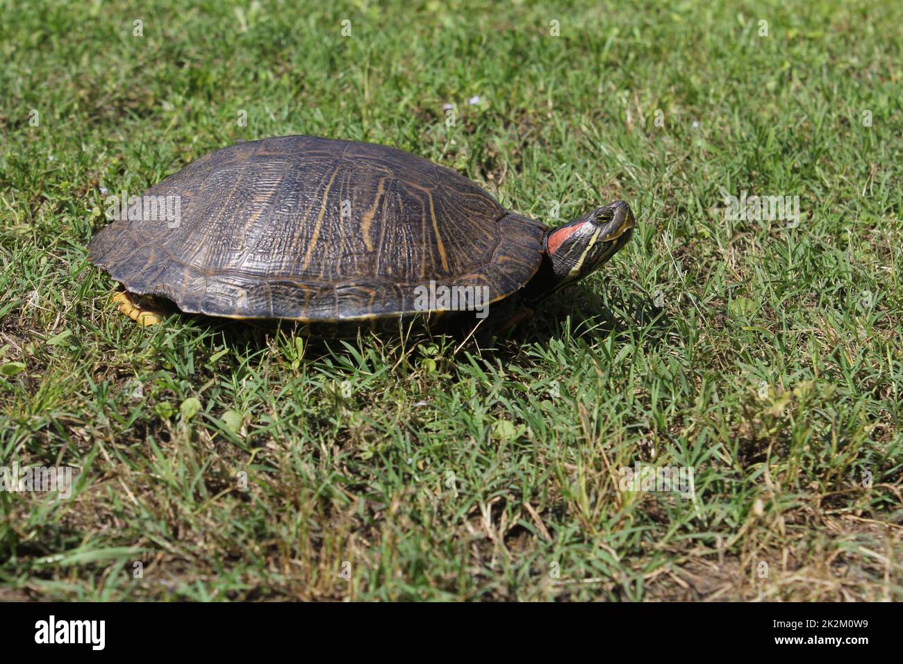 Red-eared slider roaming through yard in Eastern Texas Stock Photo - Alamy
