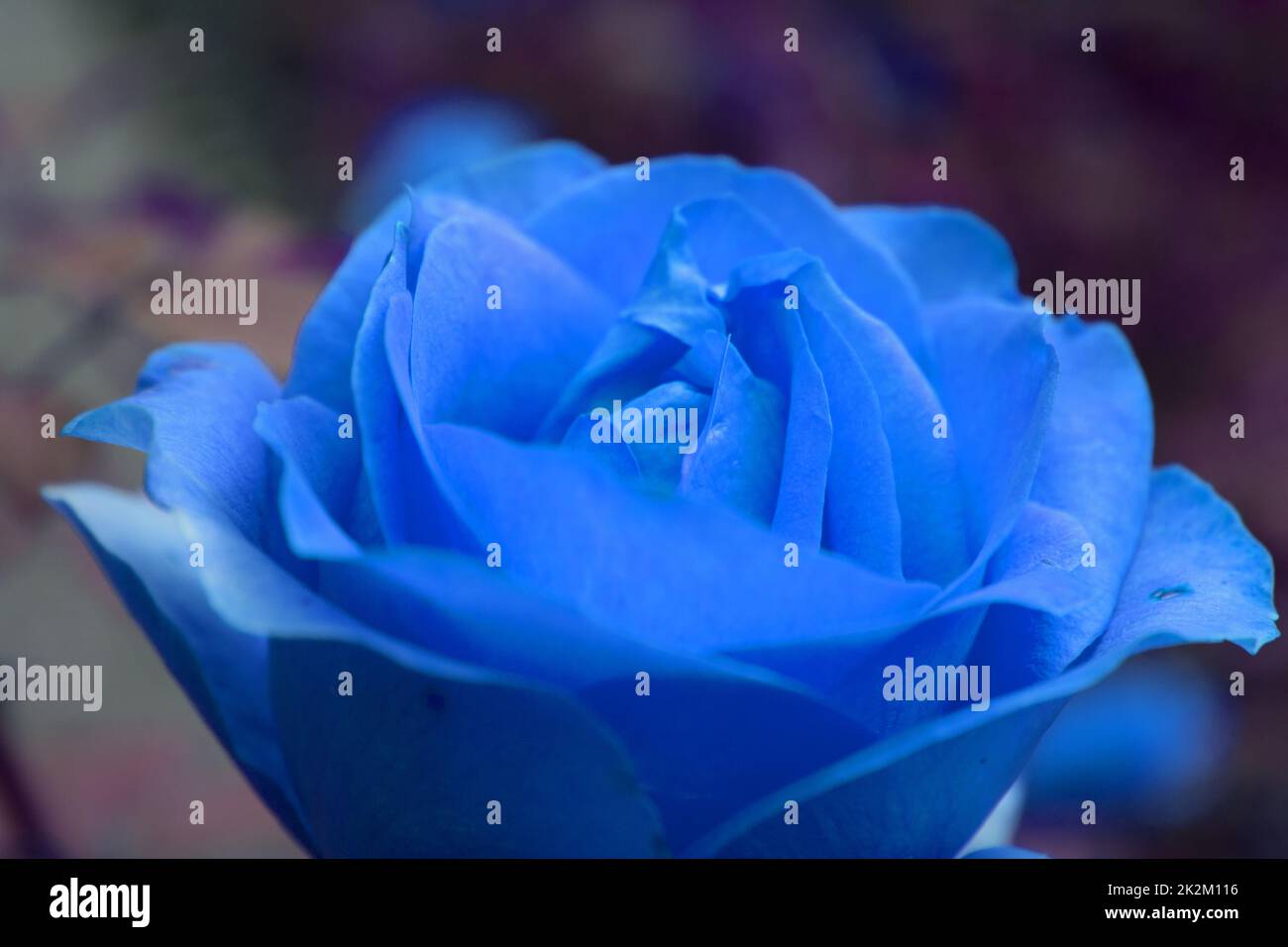 Blue rose flower Stock Photo - Alamy