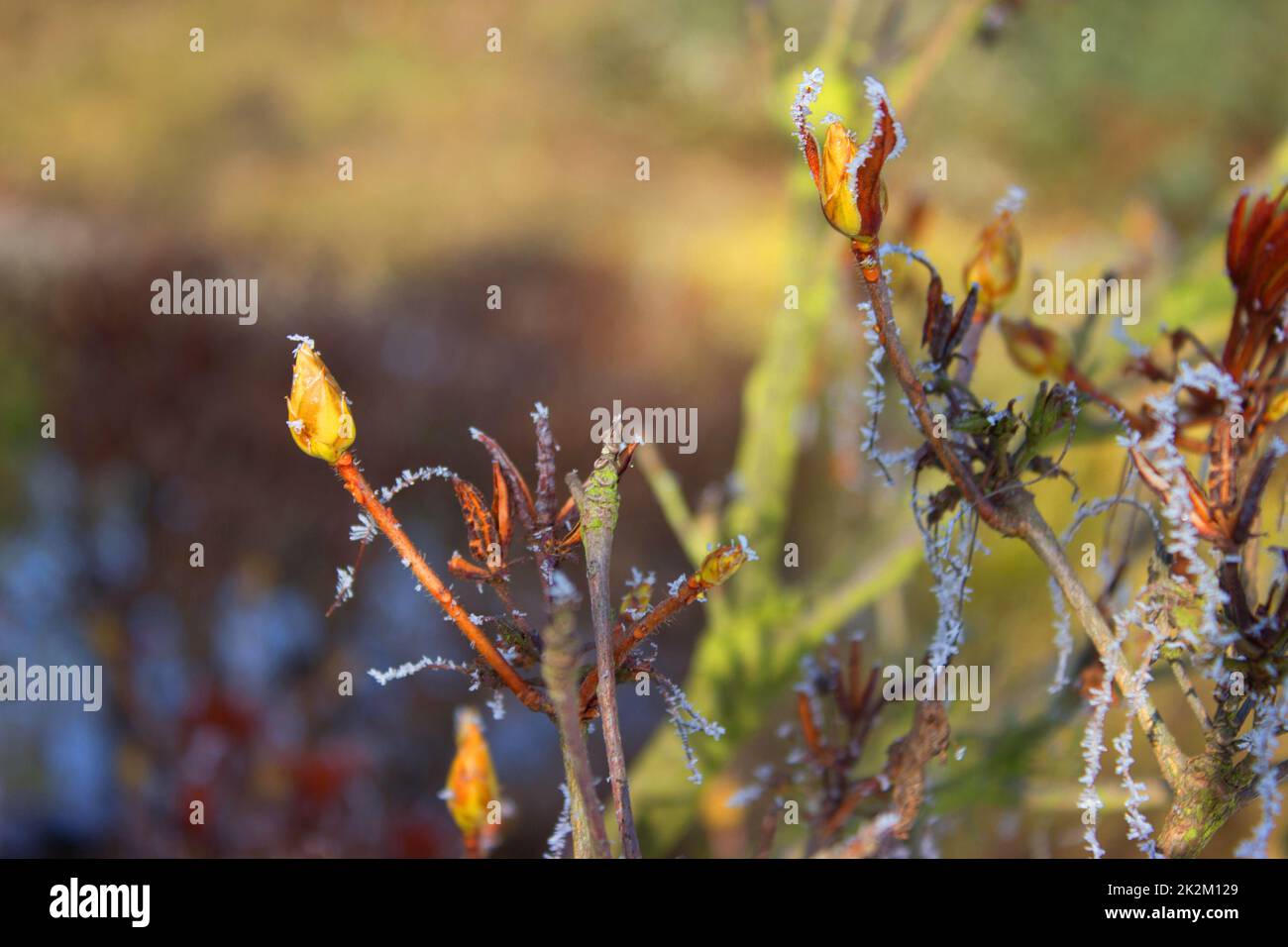 Frosted detail hi-res stock photography and images - Alamy