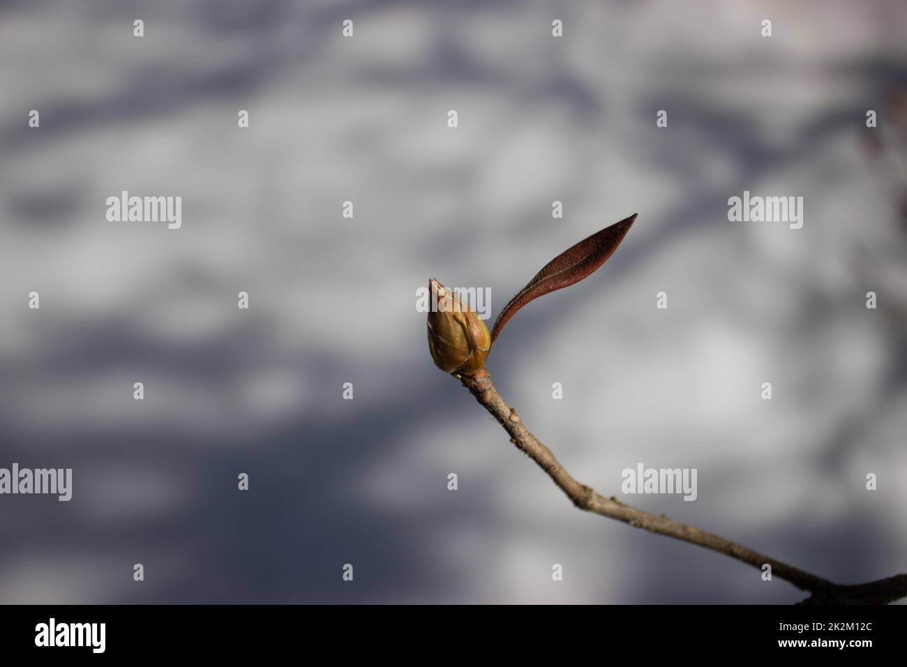Leave bud hi-res stock photography and images - Alamy