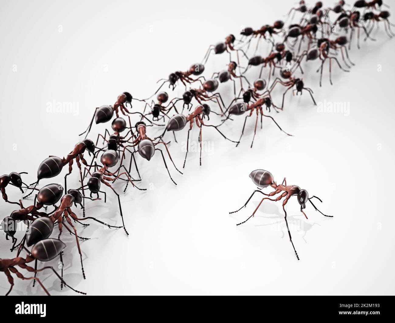 Walking Ants