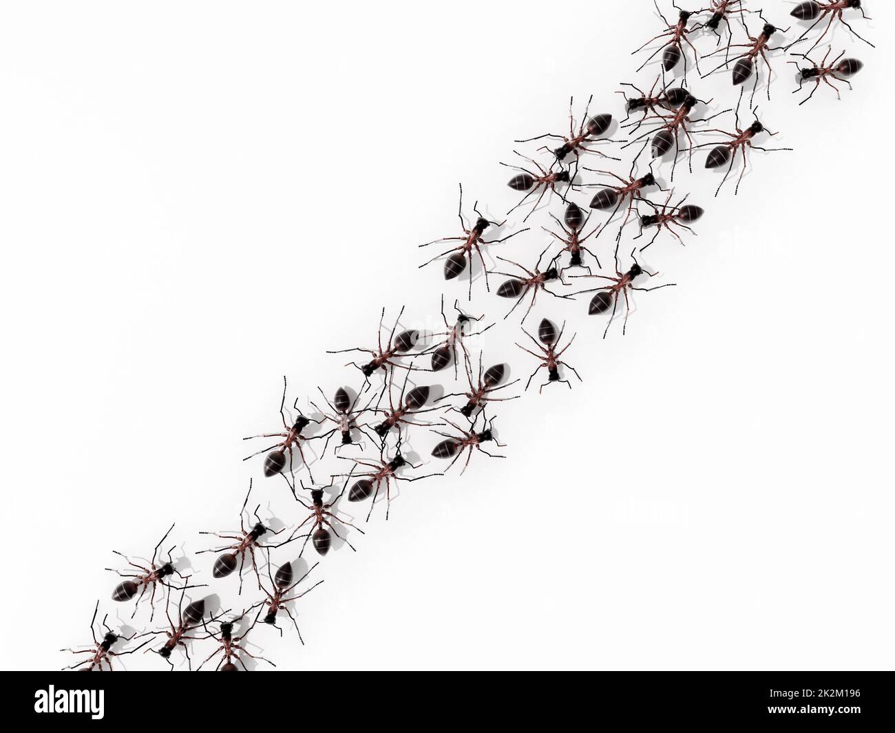 3D illustration of walking ants. Top view. 3D illustration Stock Photo ...